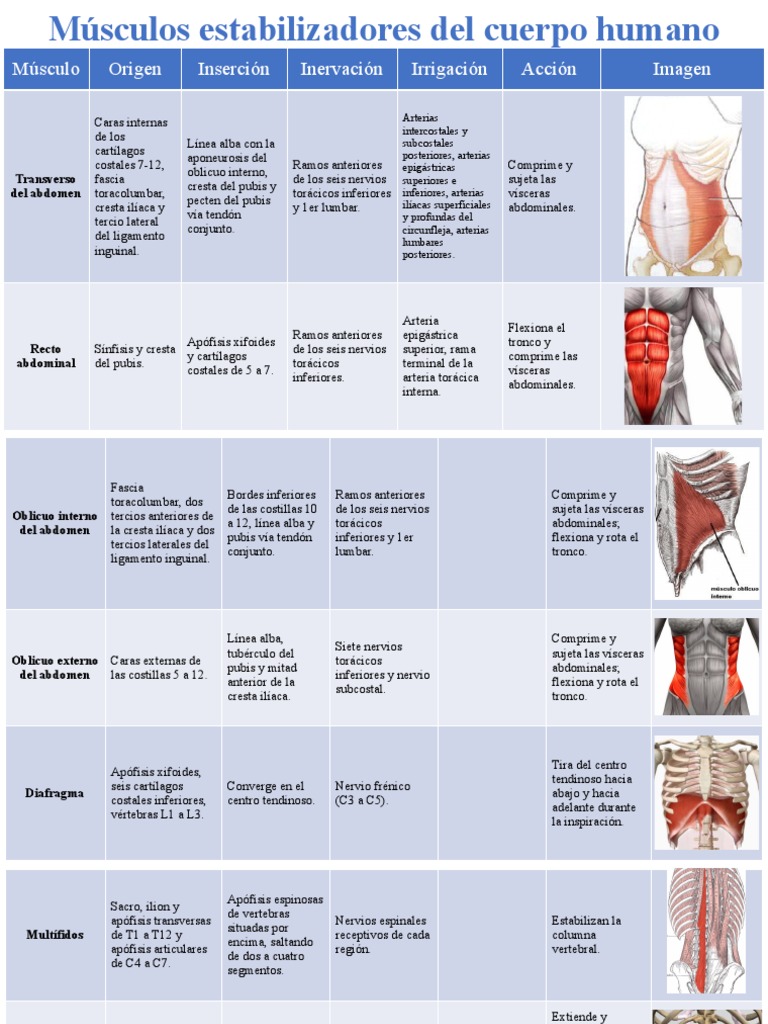 Musculos Estabilizadores Tabla | PDF | Abdomen | Pelvis