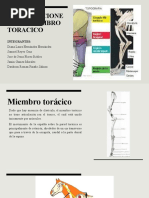 El Timo Animal | PDF