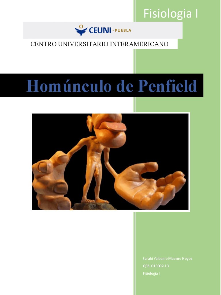 Homúnculo de Penfield: Motor y Sensorial | PDF | Cerebro | Neurociencia