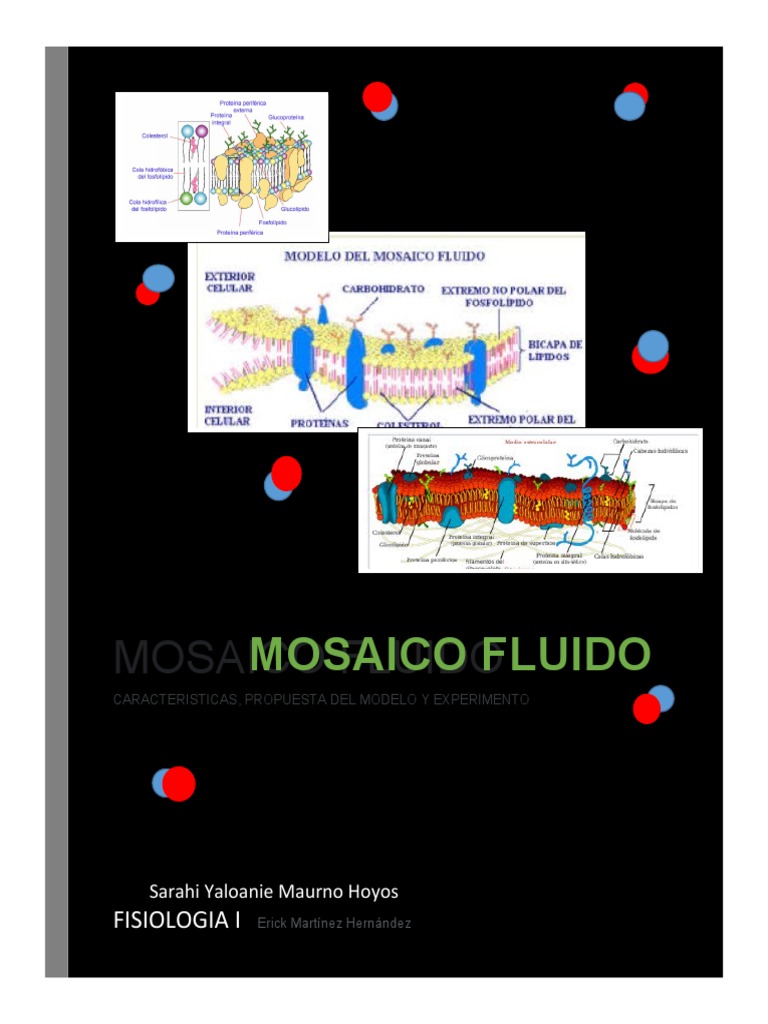 Modelo de Mosaico Fluido de Singer y Nicholson | PDF | Biofísica ...
