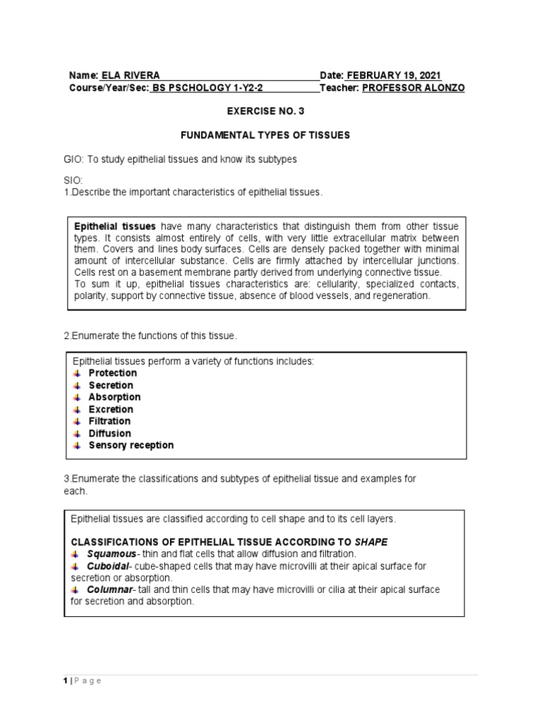 RIVERA - WEEK 4 LAB EXERCISE - Fundamental Types of Tissues & Integumentary System | PDF ...