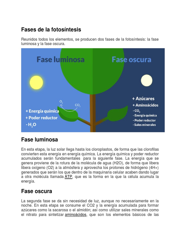Fases de La Fotosíntesis CUARTO GRADOOOOO | PDF