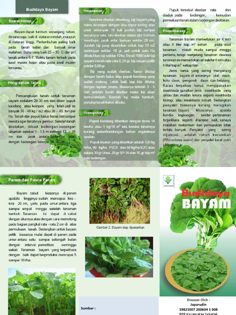 Leaflet Budidaya Bayam | PDF