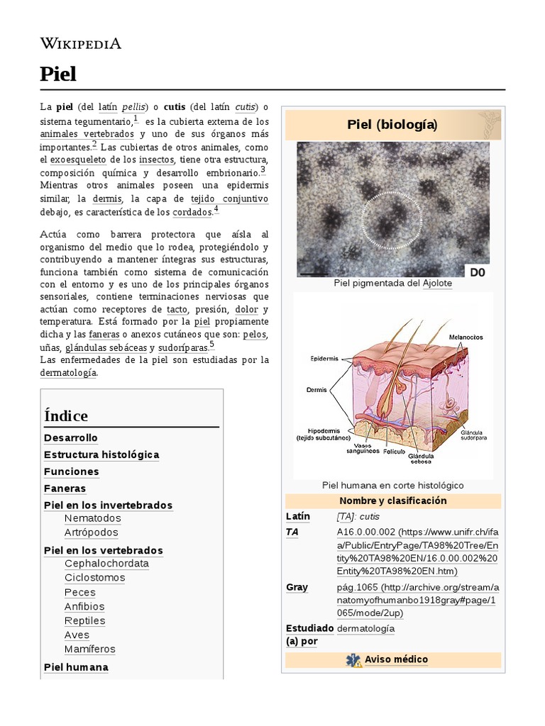 Piel | PDF | Piel | Epidermis