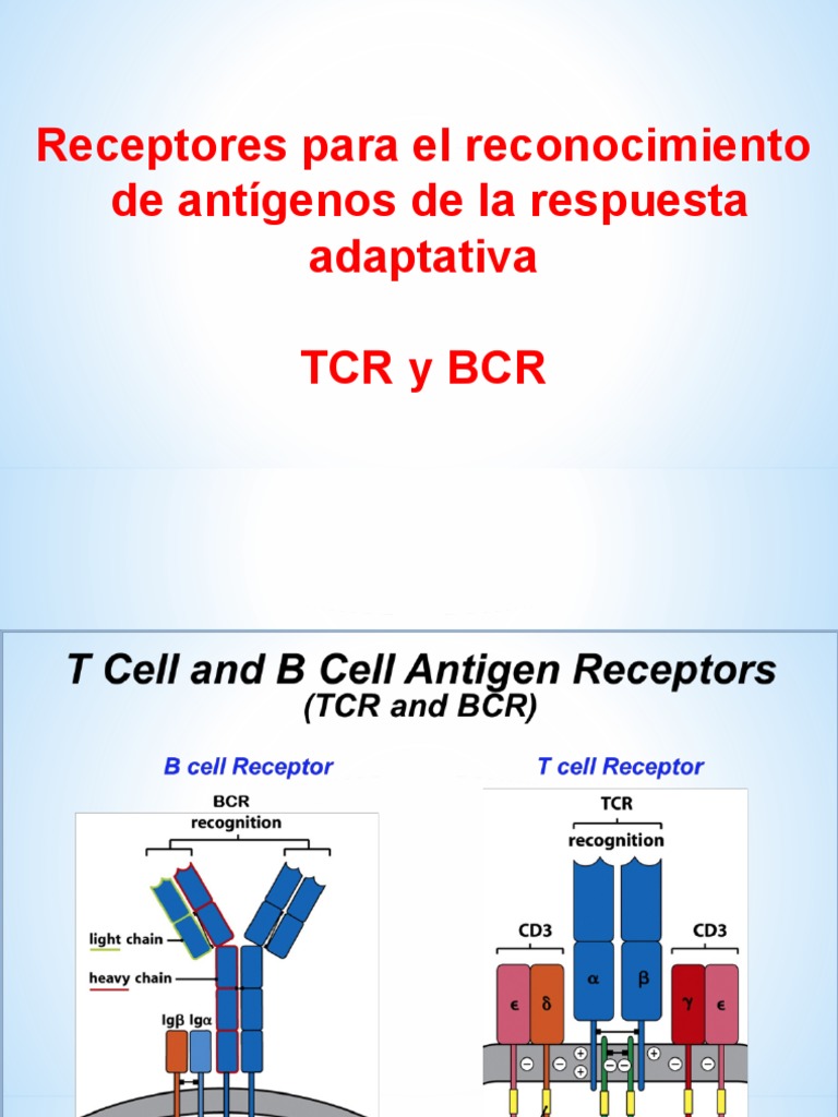 Estructura y función de TCR y BCR | PDF