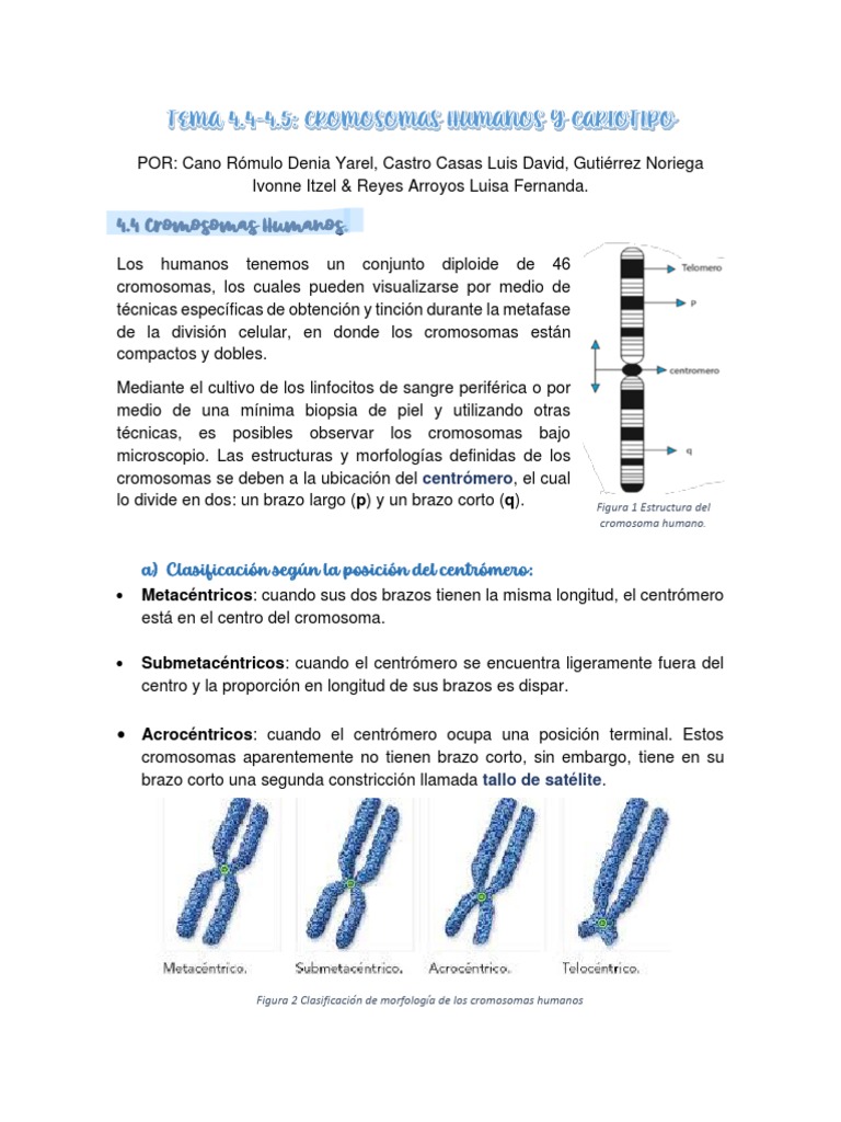 Cromosomas | PDF | Cromosoma | Cariotipo