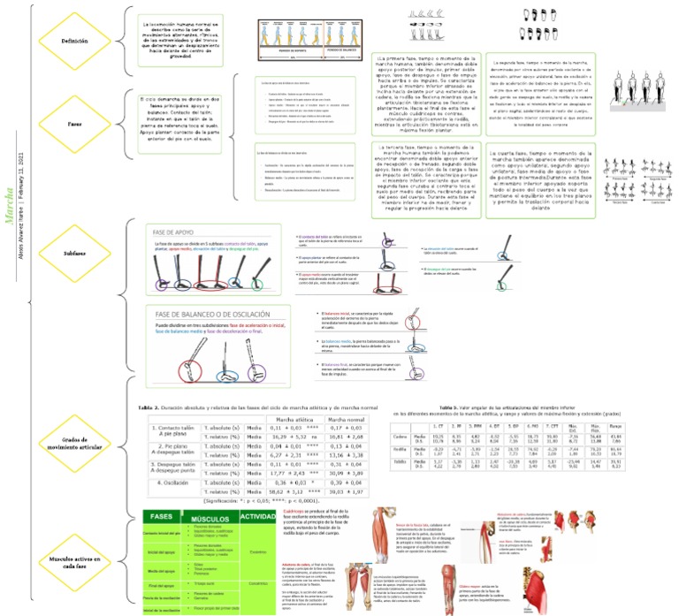 Fases de la Marcha Humana y Movimientos | PDF | Rodilla | Pie