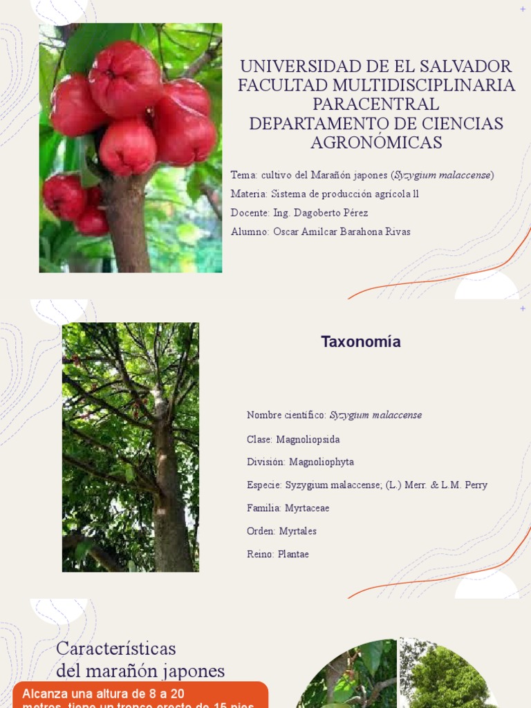 Cultivo Marañón Japones | PDF | Fertilizante | manzana