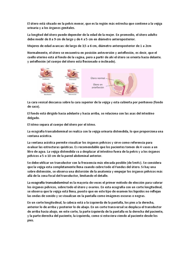 Ecografía del útero: medidas y posiciones | PDF | Pelvis | Ultrasonido ...