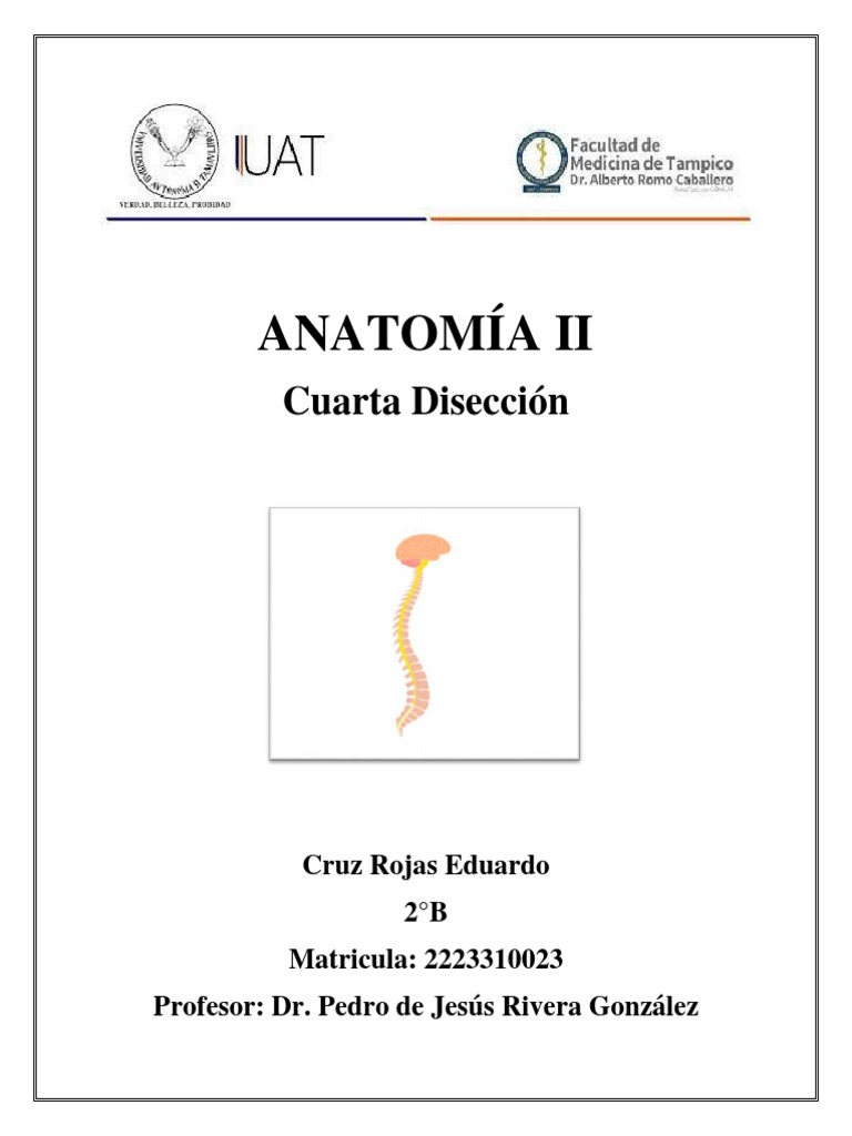 ANATOMÍA II-Disección 4 | PDF | Médula espinal | Cabeza y cuello humanos