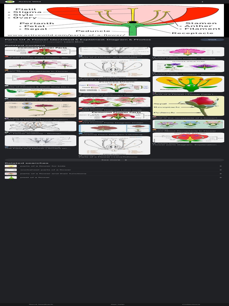 Parts of A Flower With Petals, Sepals, Receptacle, Peduncle - Google ...