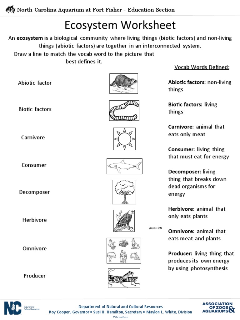 Ecosystem Worksheet 2 | PDF