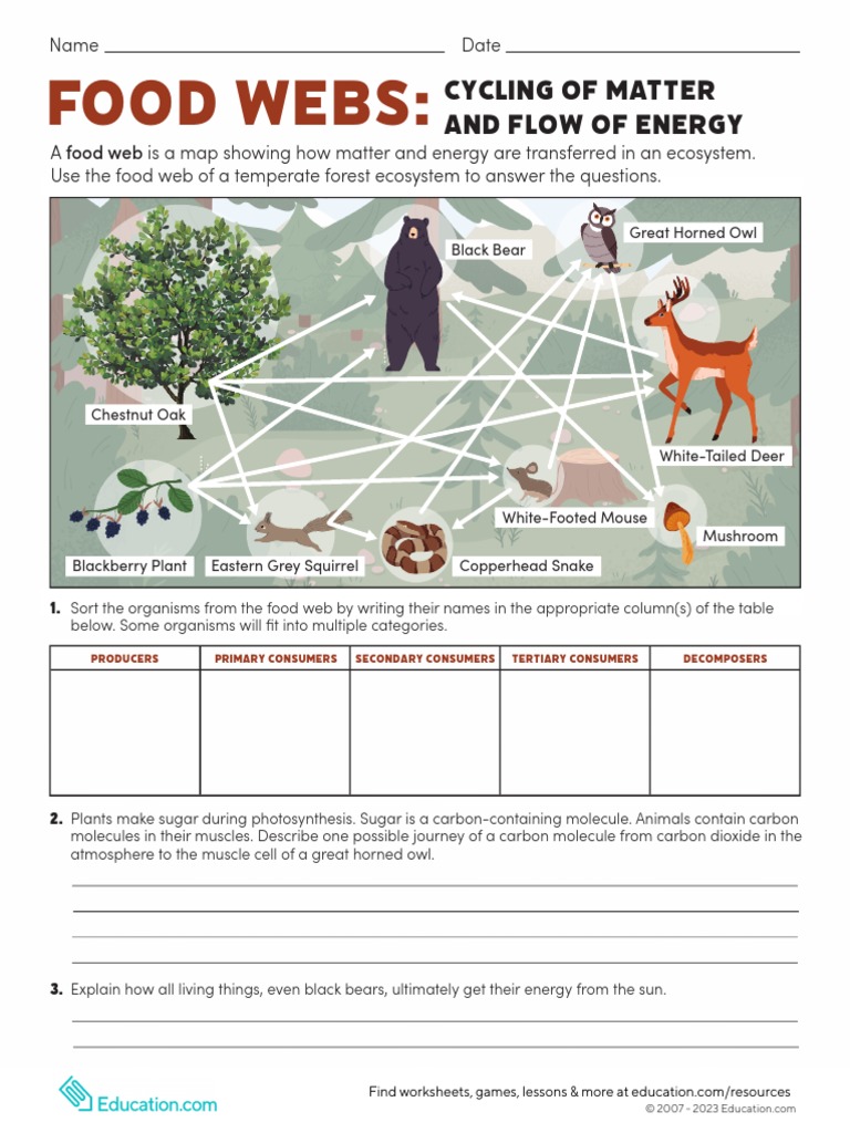 Food Webs Cycling of Matter and Flow of Energy | PDF