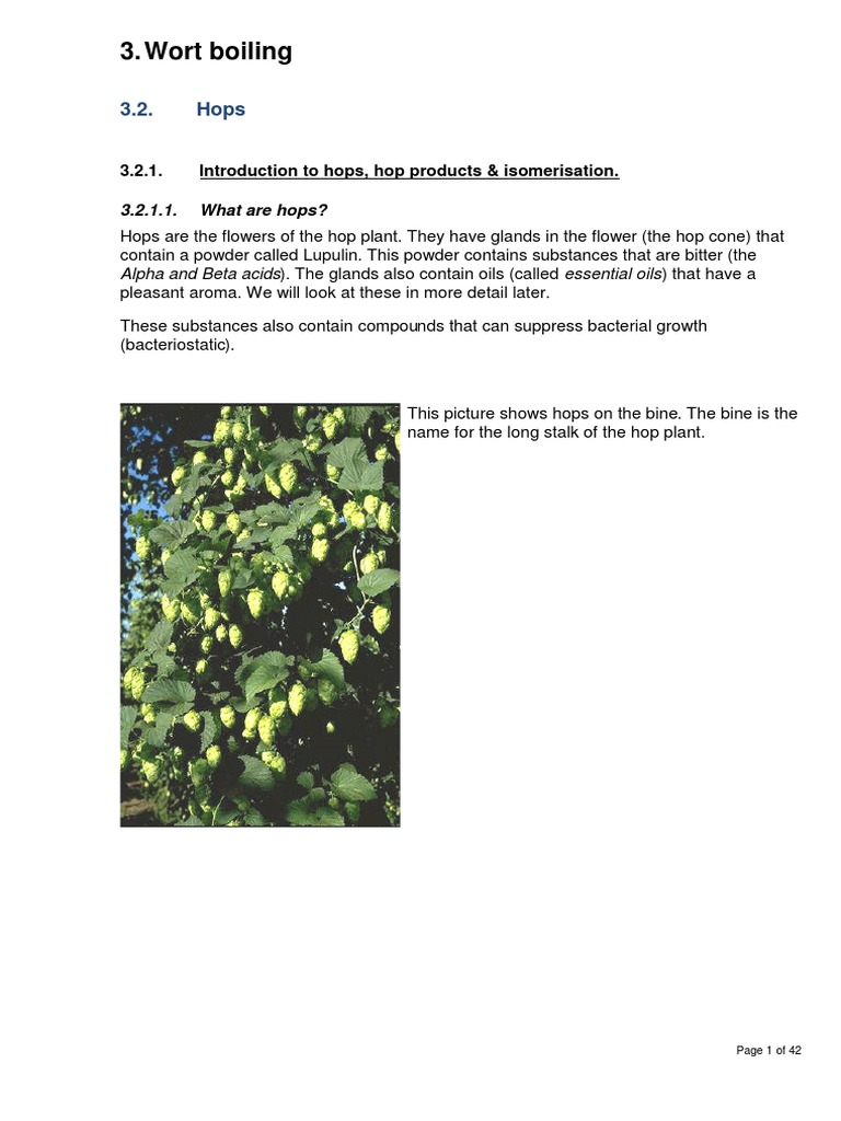 3.wort Boiling | PDF | Hops | Brewing