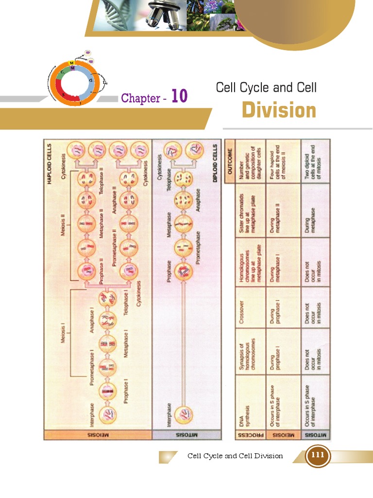 Cell Cycle and Cell Division | PDF | Meiosis | Mitosis