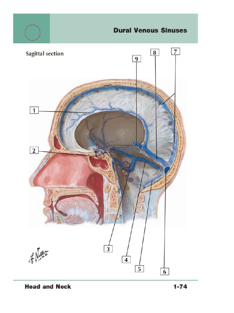Dural Venous Sinus of The Brain Pic 4.jpg | PDF