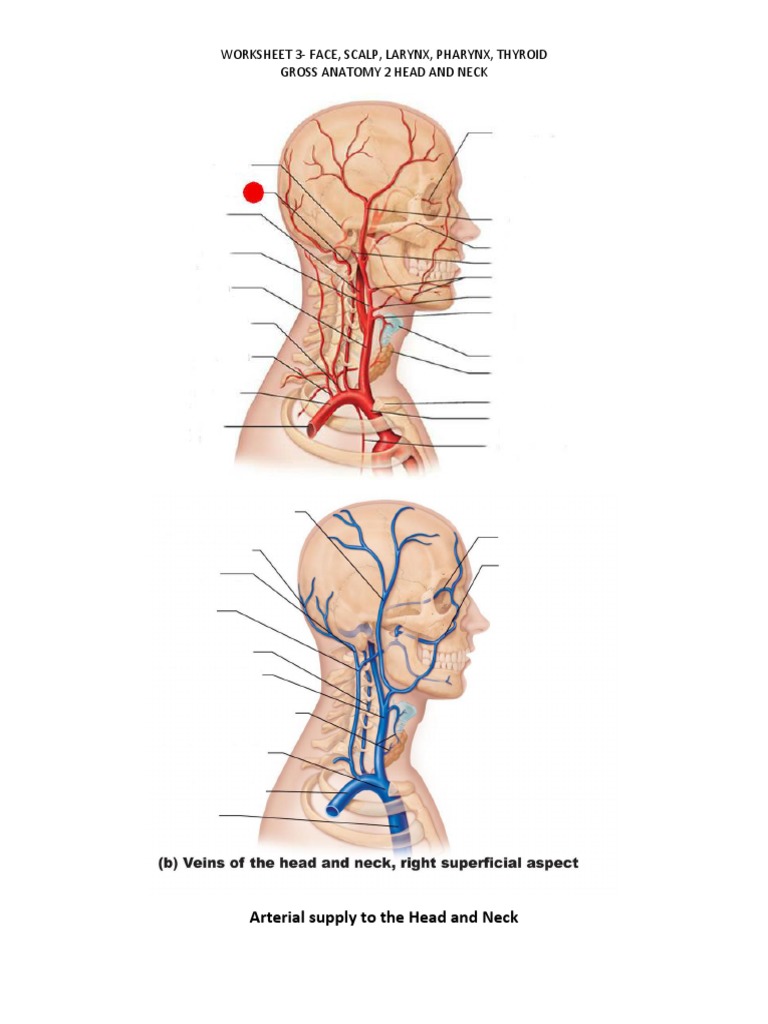 Worksheet 3 Gross Anatomy Head & Neck | PDF