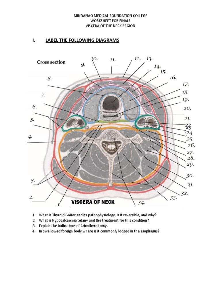 Viscera of Neck Region | PDF
