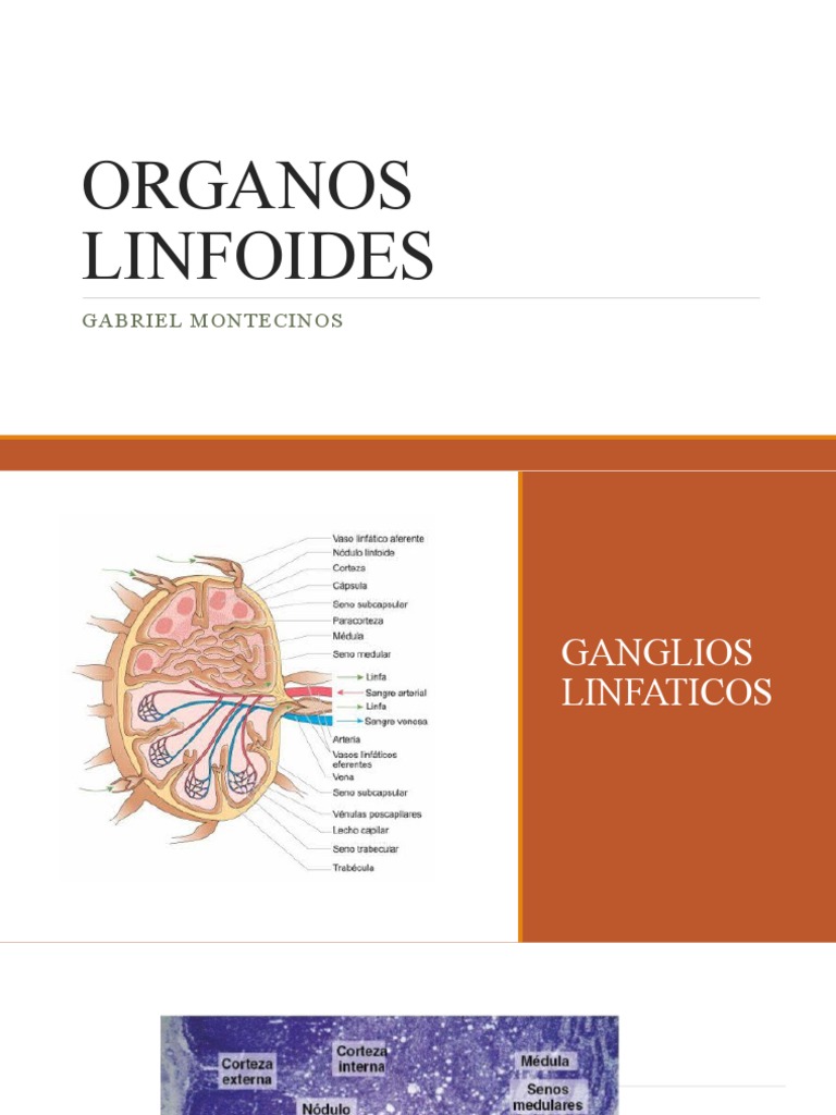 Organos Linfoides Pdf