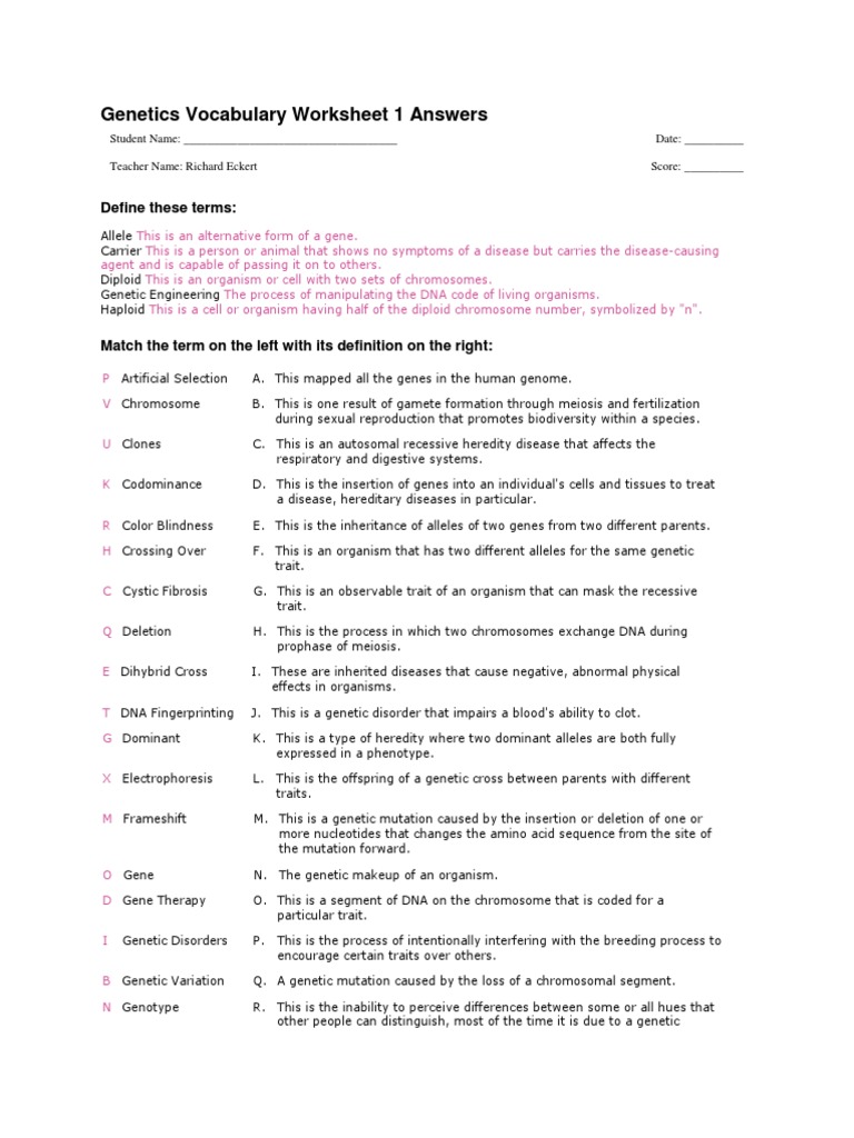 Genetics Vocabulary Worksheet 1 Answers | PDF | Genetics | Genetic Disorder