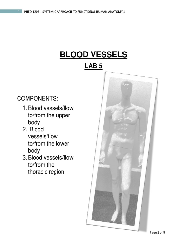 Lab 5 - Blood Vessels | PDF | Anatomical Terms Of Location | Vein