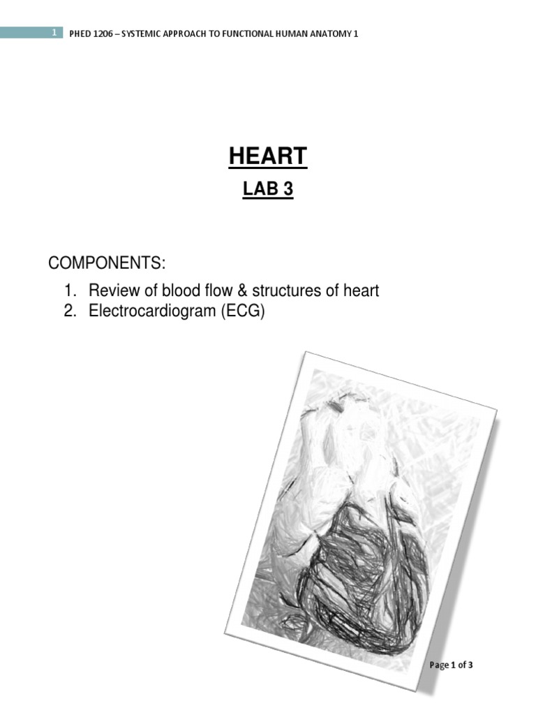 Lab 3 - ECG | PDF | Electrocardiography | Heart Lab 3 - ECG | PDF | Electrocardiography | Heart