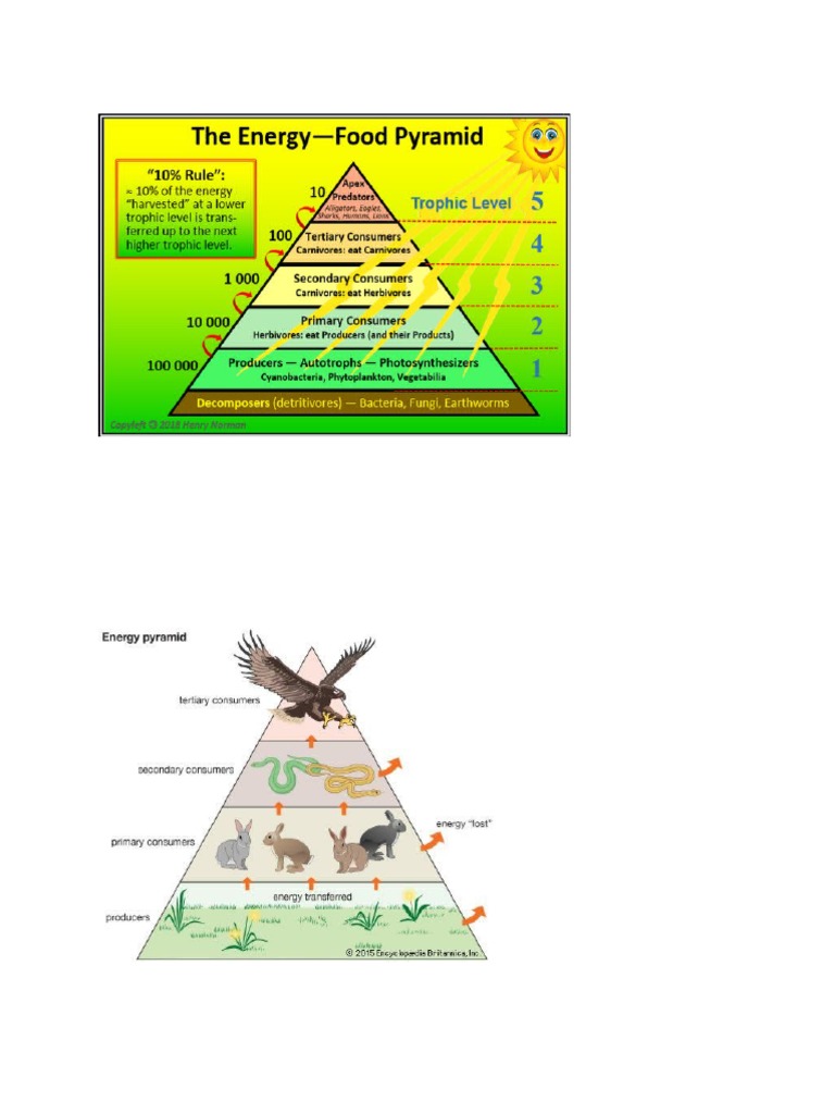 Energy Pyramid | PDF