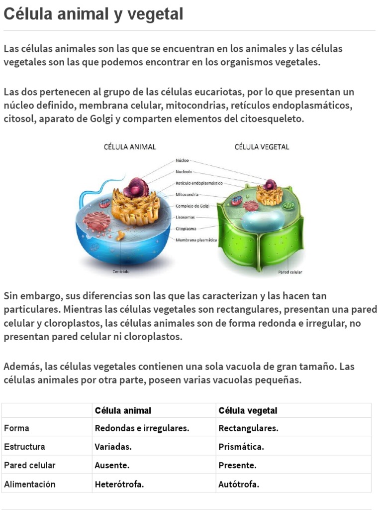 Diferencia Entre Célula Animal y Vegetal - Diferenciador | PDF ...