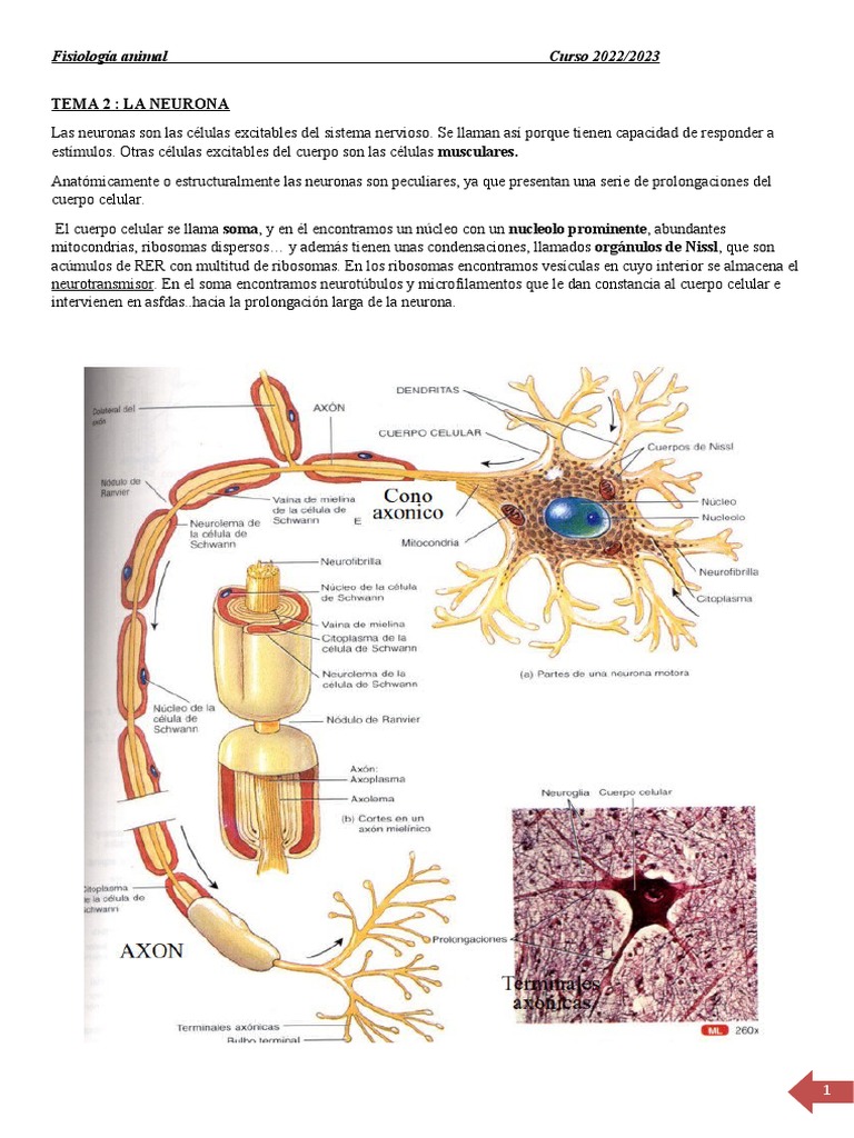 Tema 2. La Neurona | PDF | Mielina | Neurona