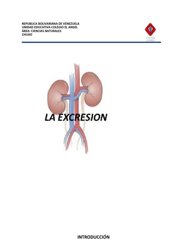 Sistema Excretor y Urinario Humano | PDF | Excreción | Riñón