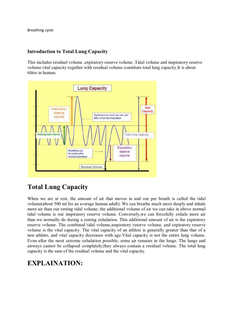 Breathing Cycle | Exhalation | Respiratory System