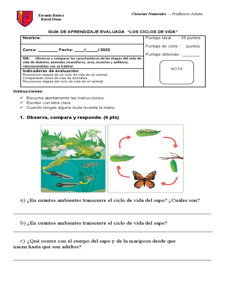 Guía de Trabajo Evaluada Ciclos de Vida | PDF | Organismos | Zoología