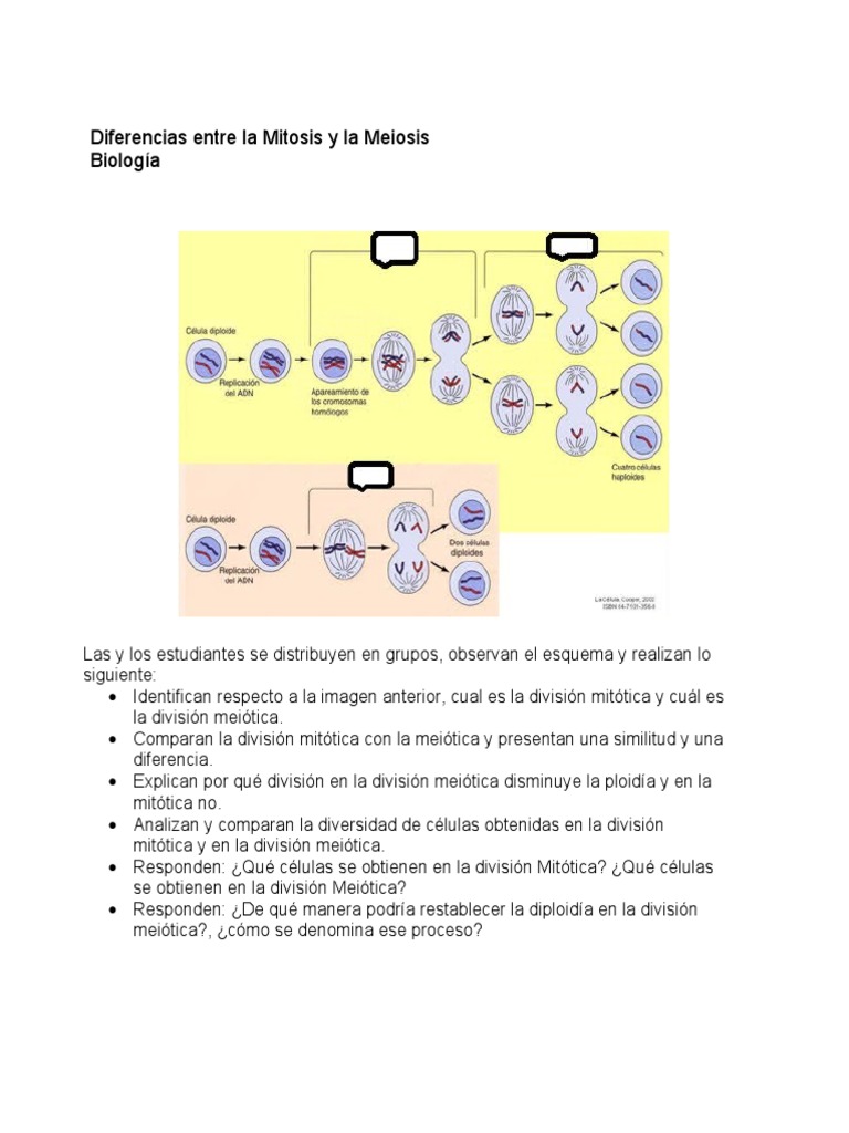 Guia Comparacion Mitosis Meiosis | PDF