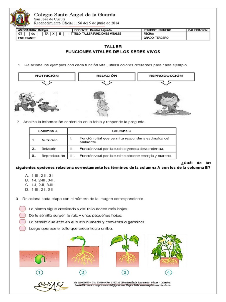 Taller Funciones Vitales | PDF | Plantas | Nutrición
