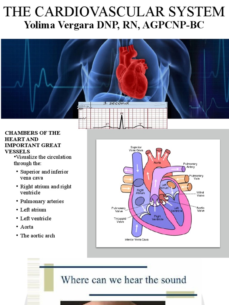 The Cardiovascular System Review | Download Free PDF | Heart | Atrium (Heart)
