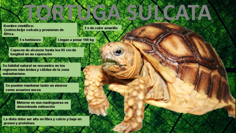 Tabla De Dieta De La Tortuga Sulcata C. Crocodilus (ICN 8788).