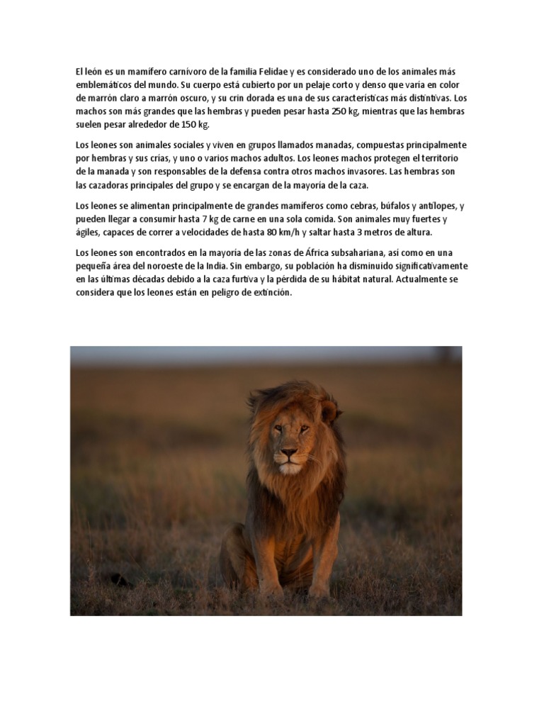 Leon Descripcion | PDF