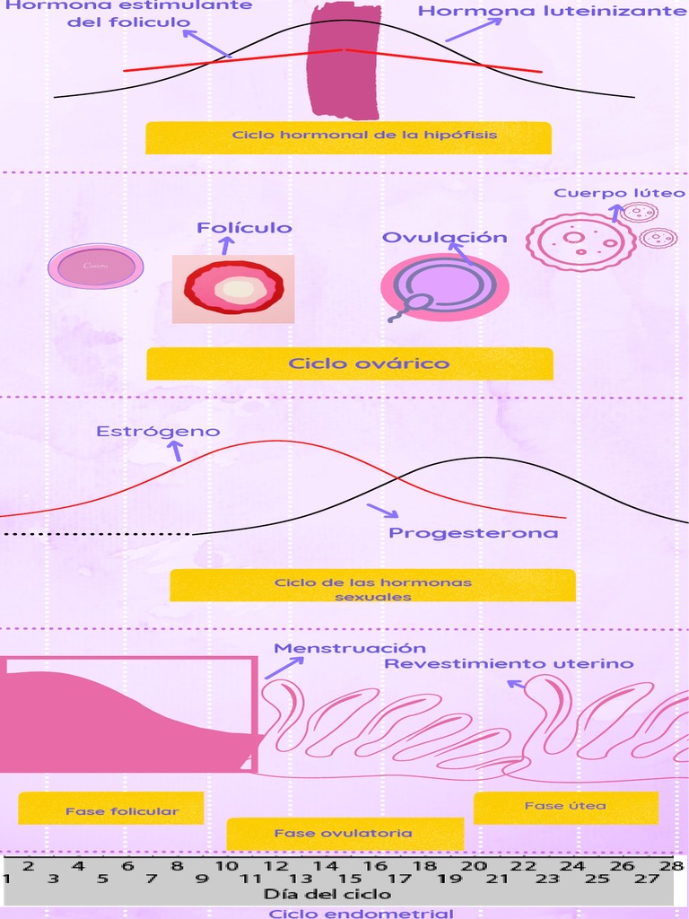 Fluctuaciones de Las Principales Hormonas Femeninas Durante El Ciclo Menstrual. | PDF