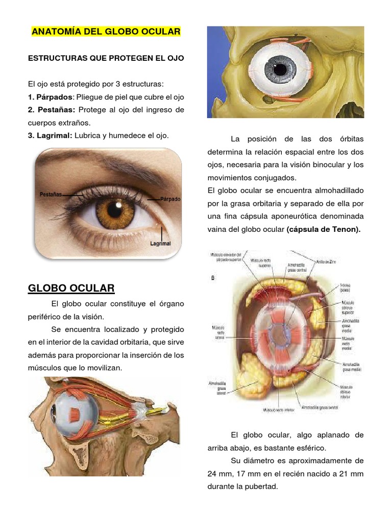Tema 1.2 - Anatomía Del Globo Ocular - Reumen | PDF | Ojo humano | Córnea