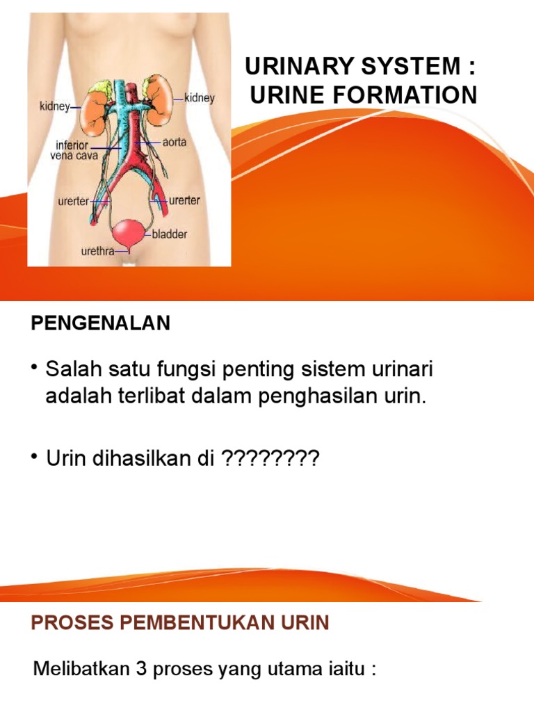 Urine Formation | PDF