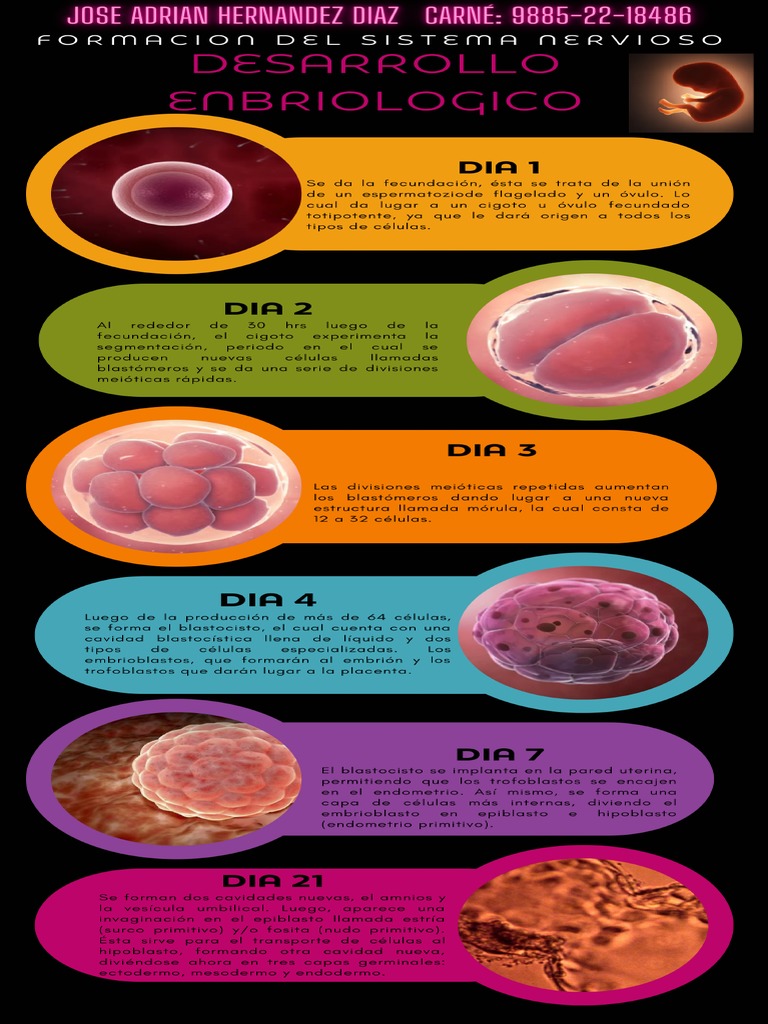 Infografia Desarrollo Embriologico | PDF
