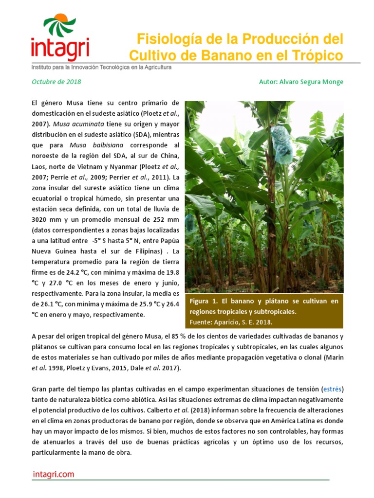 Fisiología del Cultivo de Banano Tropical | PDF | Agua | Plátano