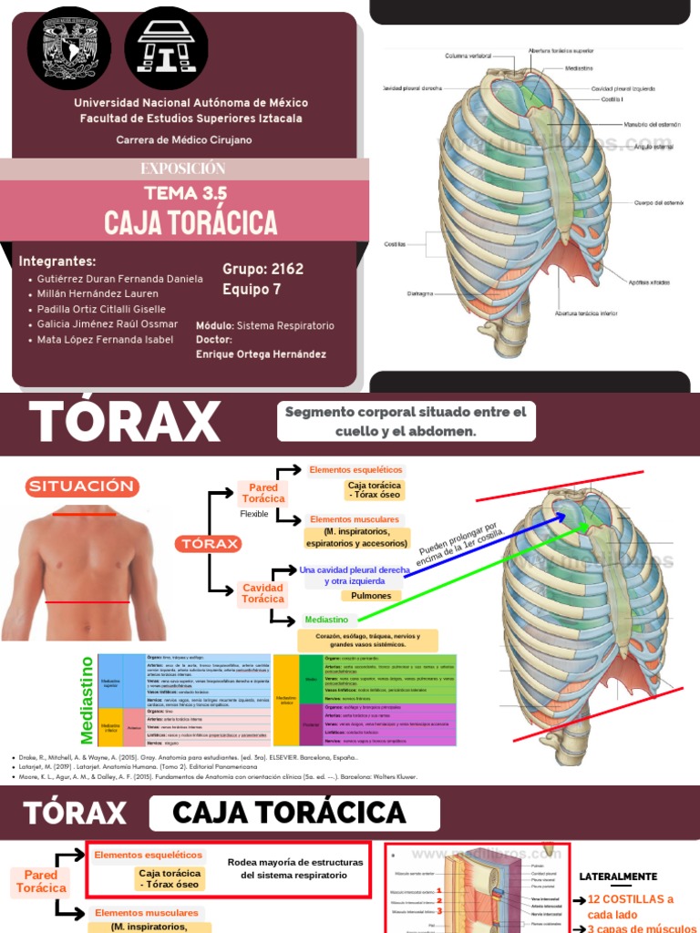 Caja Torácica | PDF | Tórax | Tórax (anatomía humana)