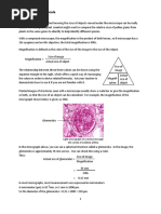 Calculating Magnification Worksheet | PDF