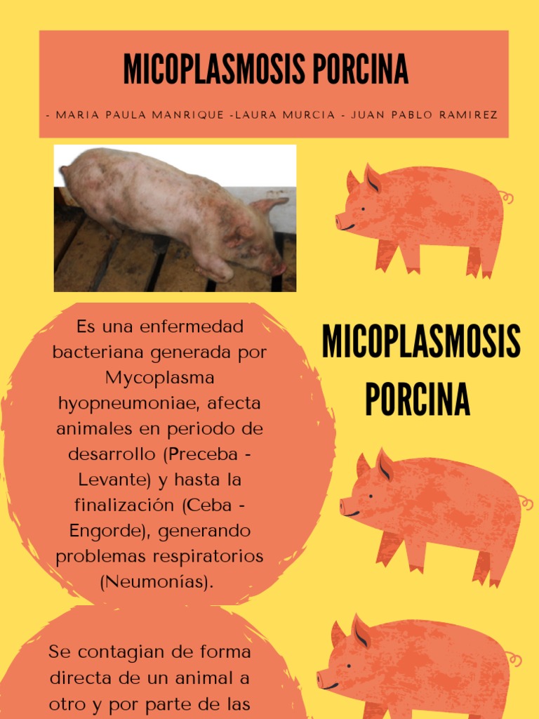 Mycoplasma Porcino | PDF | Micoplasma | Cerdo