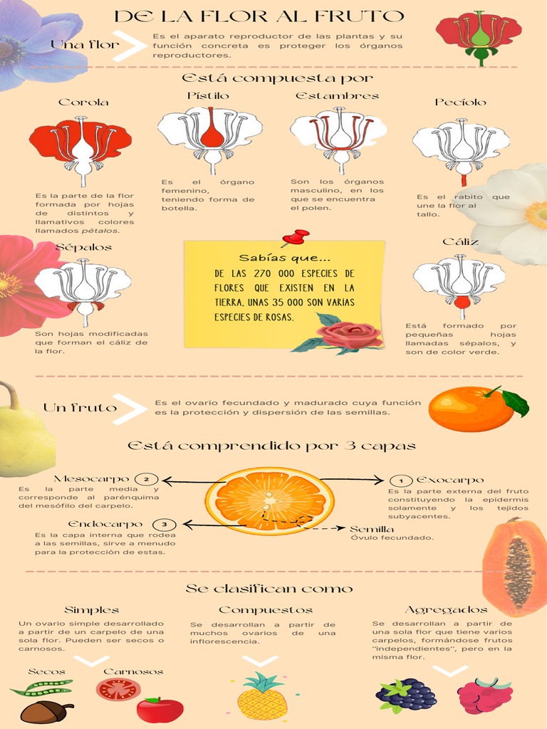 Infografía de La Flor Al Fruto | PDF | Fruta | Flores