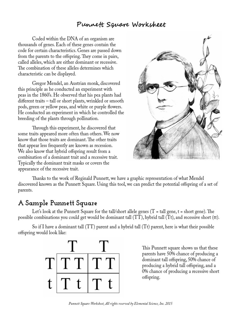 Punnett Square Practice Worksheet | PDF | Dominance (Genetics ...