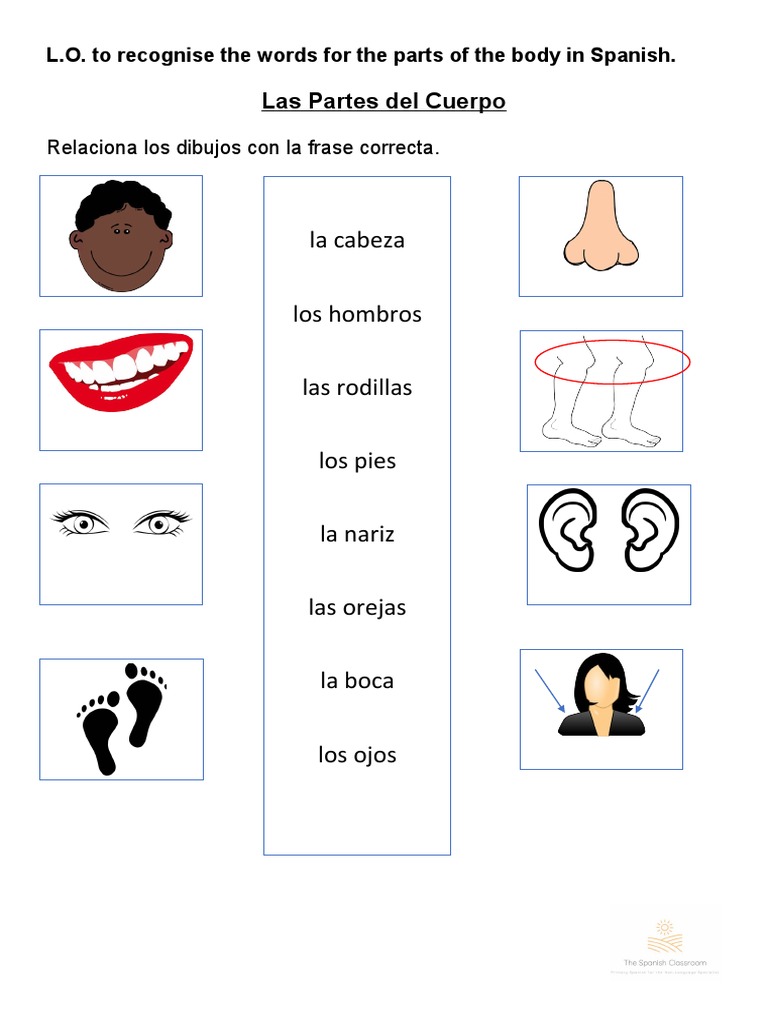 Partes del Cuerpo en Español | PDF