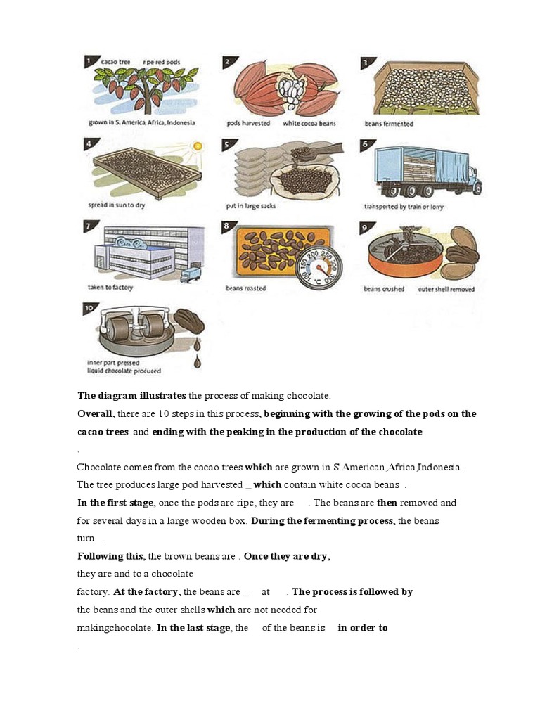 The Diagram Illustrates The Process of Making Chocolate | PDF