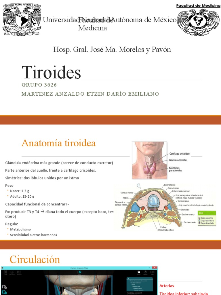 Tiroides y Paratiroides | PDF | Tiroides | Hipertiroidismo